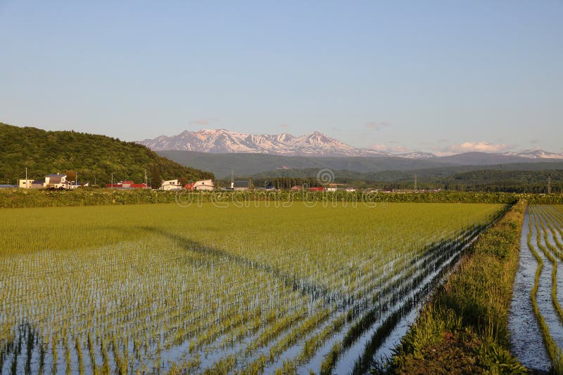 Rice Fields at Asahikawa Overlooking the Mountains of Daisetsuzan ...