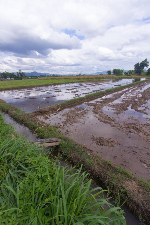 Rice fields in Asia stock image. Image of agriculture - 91034991