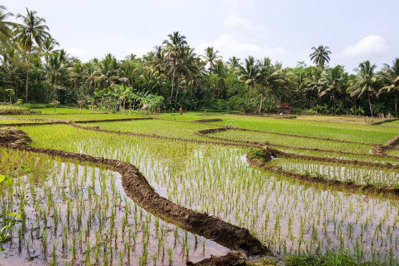Rice fields in Asia stock photo. Image of rice, environment - 171574862