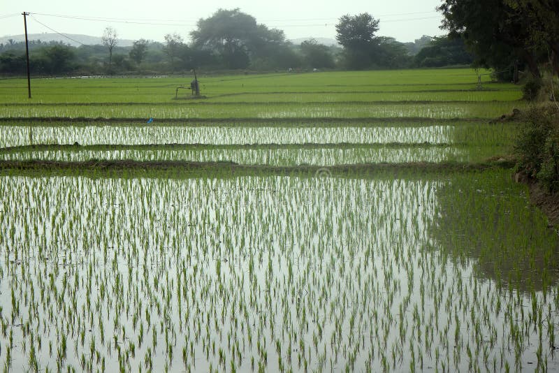 Rice fields in Asia stock image. Image of natural, east - 92944991