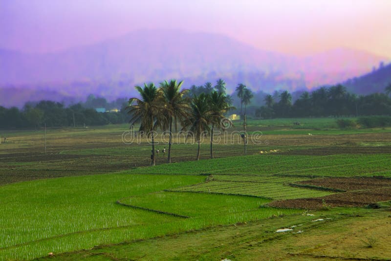 Rice fields in Asia stock photo. Image of meadow, asia - 92945548