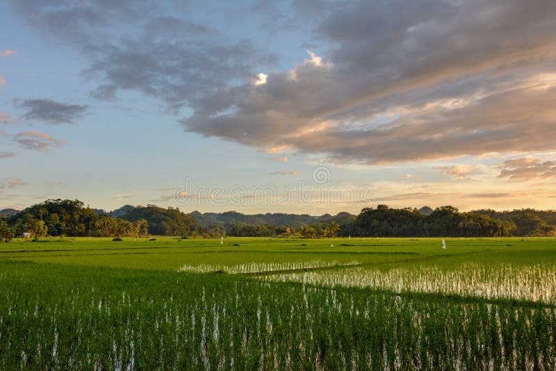 Rice fields in Asia stock photo. Image of field, harvest - 118226496