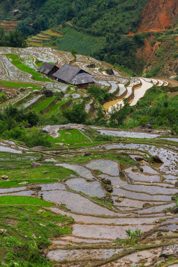 Rice Fields in Asia stock image. Image of asia, green - 93805793