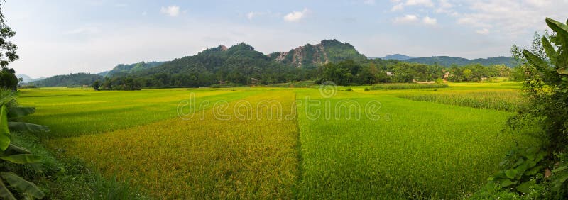 Rice Fields in Asia stock photo. Image of rice, asia - 93805868