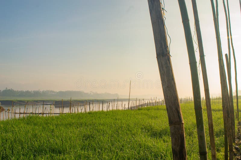 Rice Fields and the Atmosphere of the Afternoon by the River Which is ...