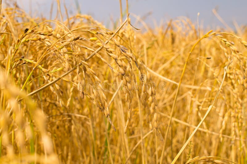 Rice Fields in the Autumn. Rice Crop in the Background Stock Image ...