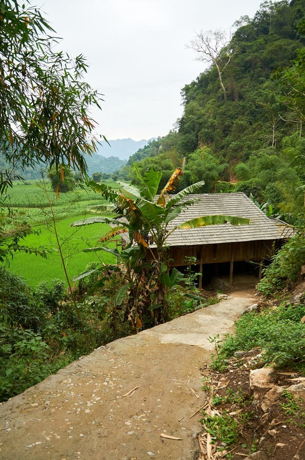 Rice Fields in Ba Be, Vietnam Stock Photo - Image of green, view: 238635210