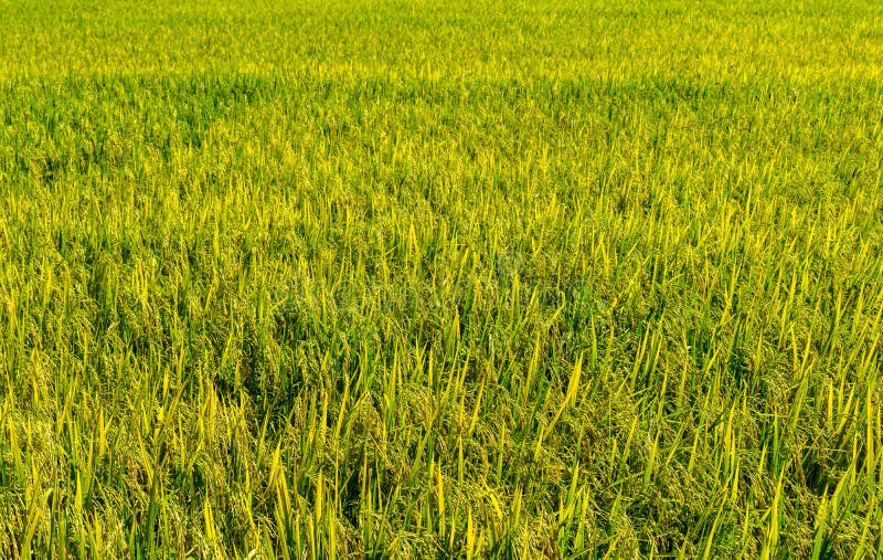 Green Rice Plant that is Leaving the Grains in the Cultivation Plot ...