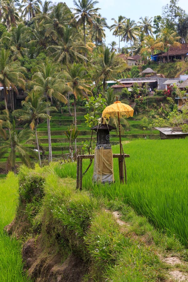 Rice fields in Bali stock photo. Image of bali, rice - 182143456