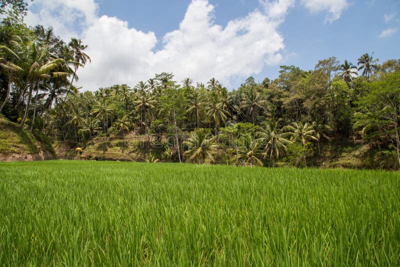 Rice fields in Bali stock image. Image of island, road - 182143579