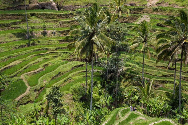 Rice fields in Bali stock photo. Image of asian, island - 182143958