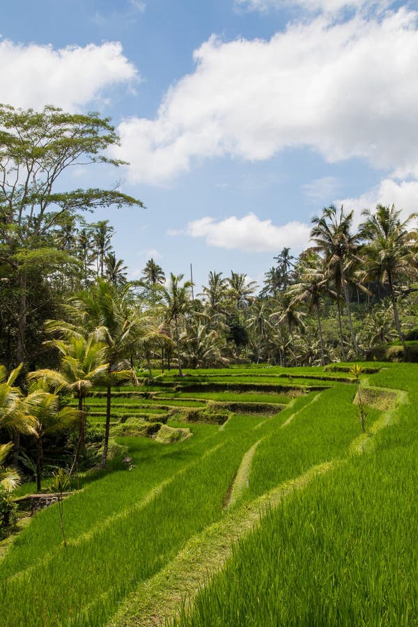 Rice fields in Bali stock photo. Image of resort, field - 182144200
