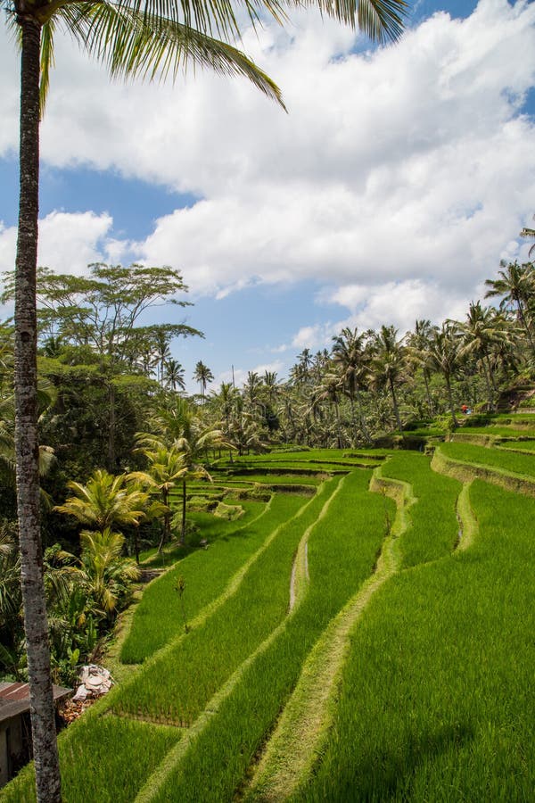 Rice fields in Bali stock image. Image of bali, sunset - 182144223