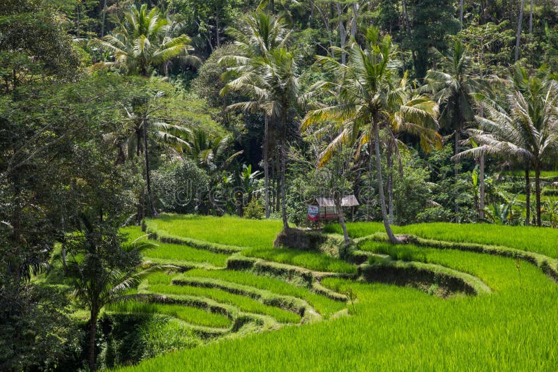 Rice fields in Bali stock image. Image of tree, road - 182144251