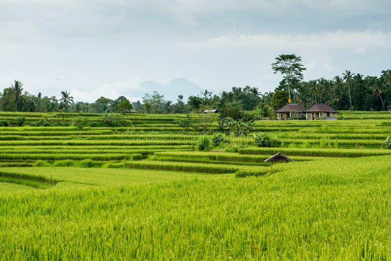 Bali stock image. Image of bali, agricultural, grain - 14255247