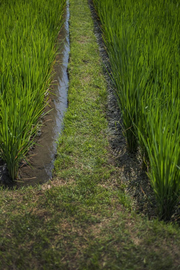 Rice fields in Bali stock image. Image of leaves, organic - 318346379