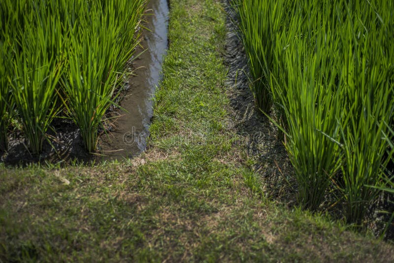 Rice fields in Bali stock image. Image of east, seed - 318346857