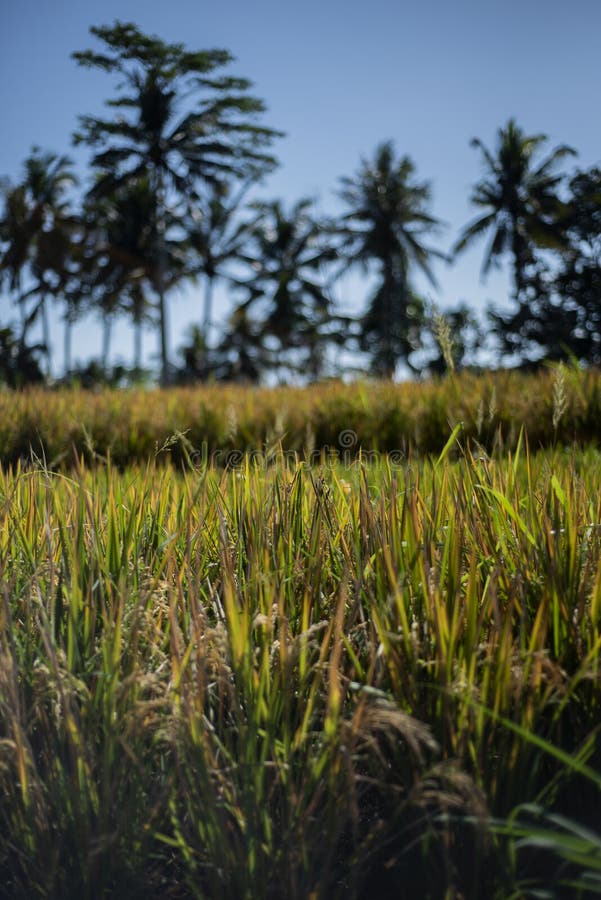 Rice fields in Bali stock photo. Image of fresh, crop - 318340068