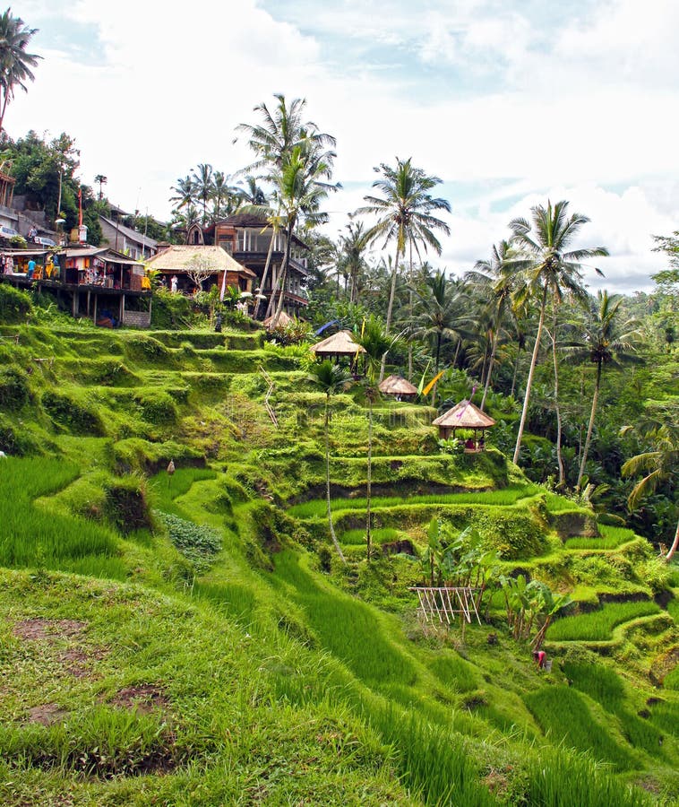 Rice fields in bali editorial stock image. Image of indonesia - 83072469