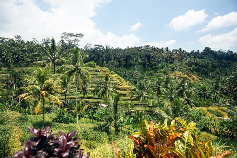 Rice Fields Bali, stock image. Image of grow, growth - 152434347