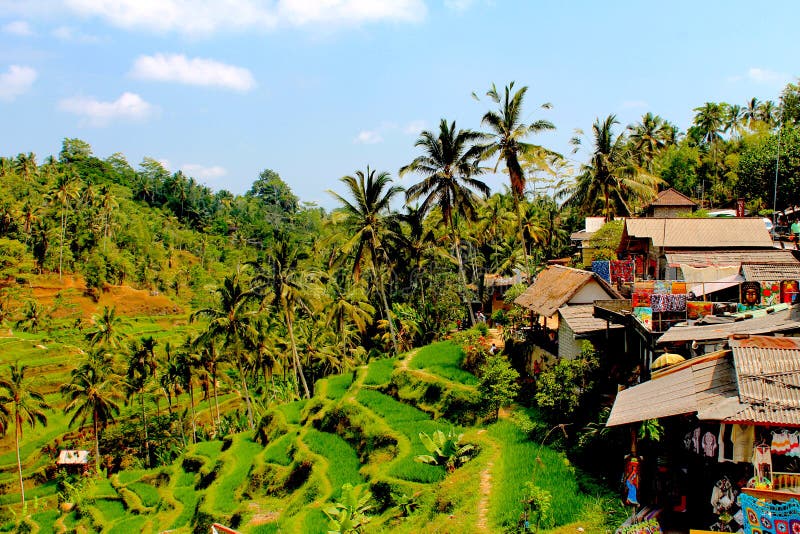 Rice Fields - Bali, Indonesia Stock Photo - Image of fields, palm: 62085802