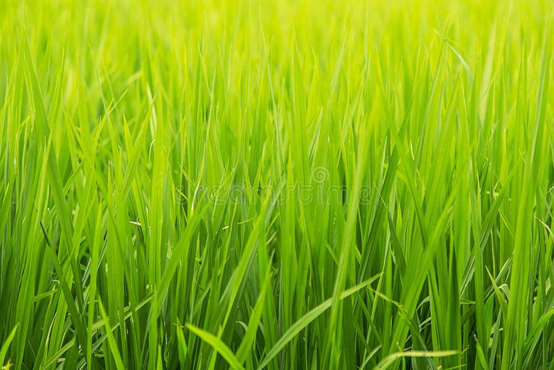Rice Fields in Bali, Indonesia Stock Photo - Image of adult, horizontal ...