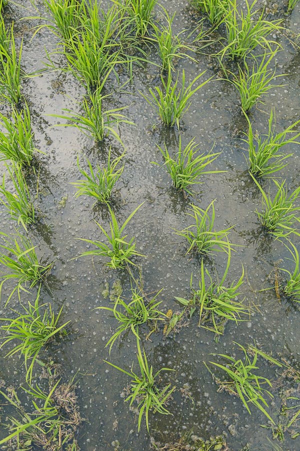 Rice Fields in Bali, Indonesia Stock Image - Image of enjoyment, grin ...