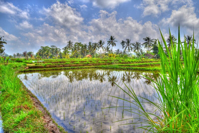 Bali Rice Fields. stock photo. Image of mountain, agriculture - 33954902