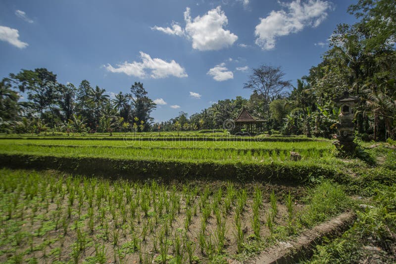 Rice fields in Bali stock image. Image of asian, agriculture - 318359409