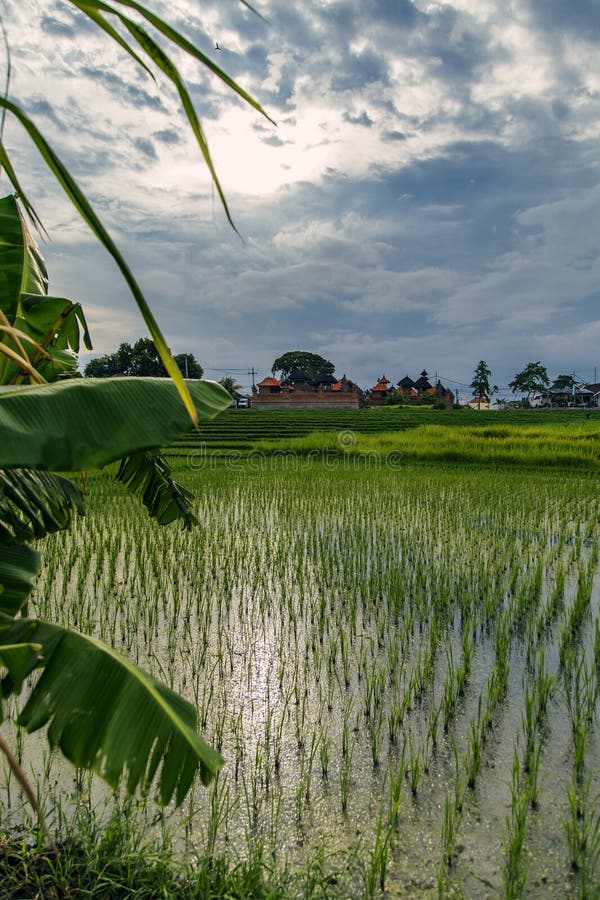 Rice Fields in Bali, Indonesia Stock Image - Image of happiness, change ...
