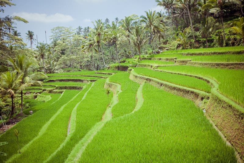Rice Fields, Bali, Indonesia Stock Photo - Image of leaf, ground: 32600898