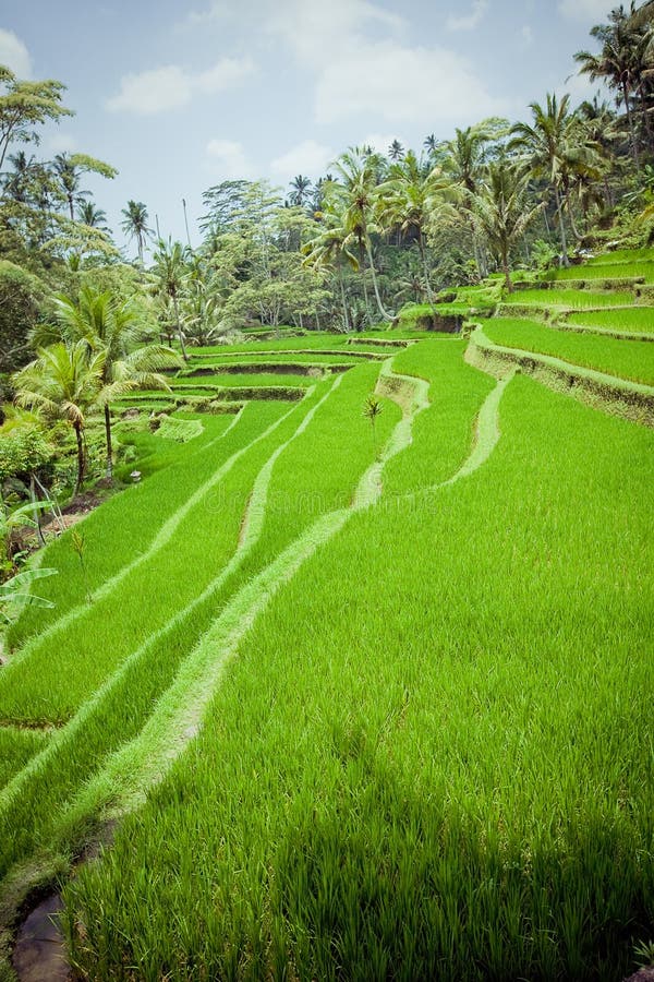 Rice Fields, Bali, Indonesia Stock Image - Image of malaysia, control ...