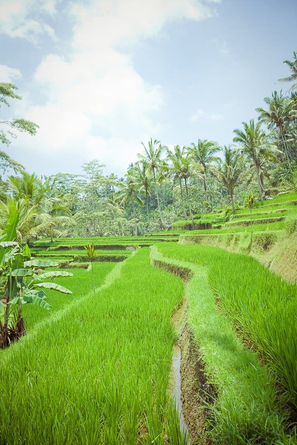 Rice Fields, Bali, Indonesia Stock Photo - Image of china, county: 32600930