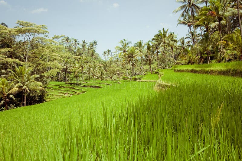 Rice Fields, Bali, Indonesia Stock Image - Image of myanmar, farm: 32600957