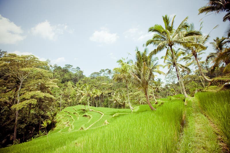 Rice Fields, Bali, Indonesia Stock Image - Image of cambodia, green ...