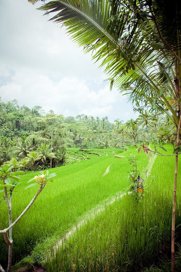 Rice Fields, Bali, Indonesia Stock Photo - Image of indochina, ground ...
