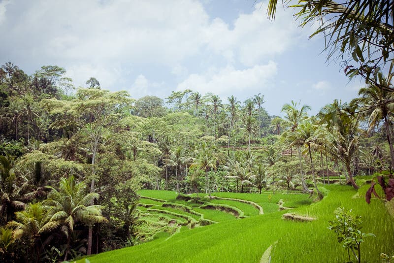 Rice Fields, Bali, Indonesia Stock Photo - Image of green, control ...
