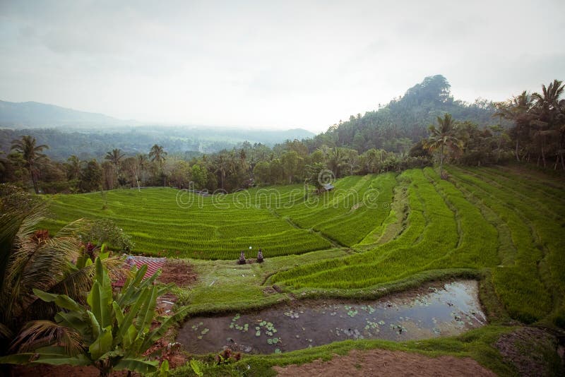 Rice Fields, Bali, Indonesia Stock Image - Image of food, malaysia ...