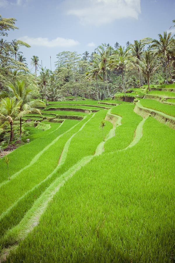 Rice Fields, Bali, Indonesia Stock Image - Image of cloud, cloudscape ...