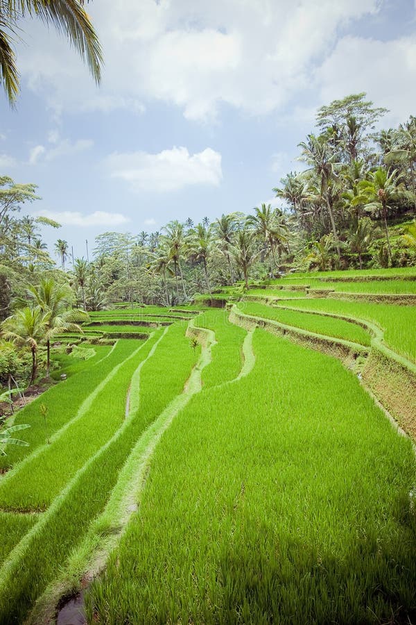 Rice Fields, Bali, Indonesia Stock Image - Image of indonesian ...
