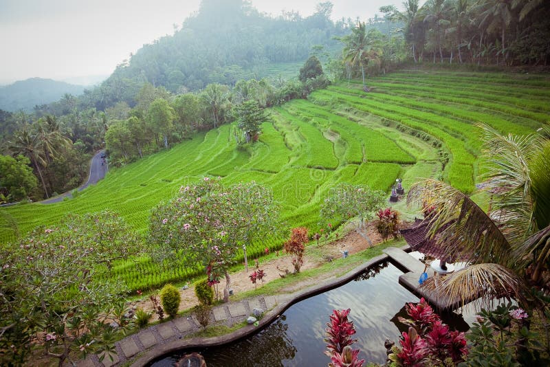 Rice Fields, Bali, Indonesia Stock Image - Image of nature, agriculture ...