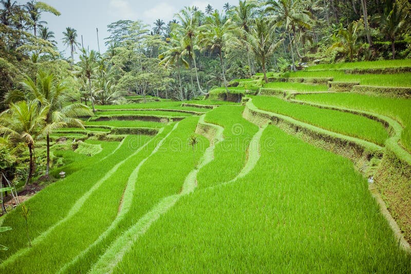 Rice Fields, Bali, Indonesia Stock Image - Image of green, japan: 34950095