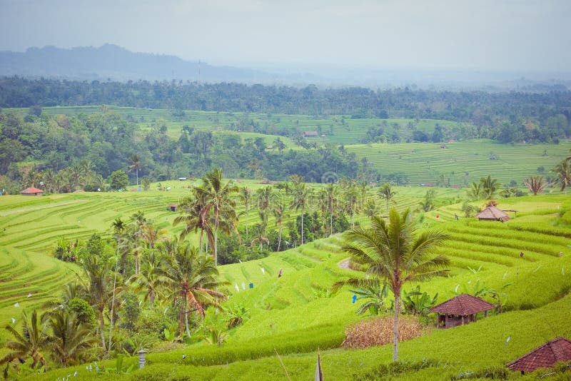 Rice Fields, Bali, Indonesia Stock Image - Image of curve, nature: 34950105