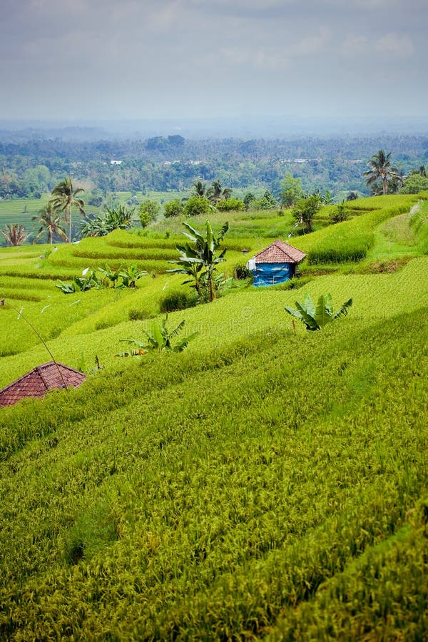 Rice Fields, Bali, Indonesia Stock Image - Image of local, horticulture ...