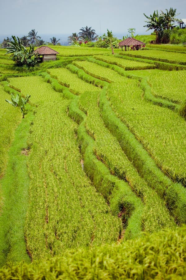Rice Fields, Bali, Indonesia Stock Photo - Image of county, asian: 34950124