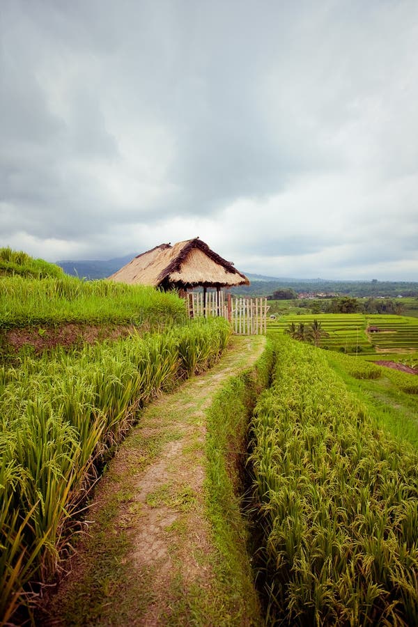 Rice Fields, Bali, Indonesia Stock Image - Image of leaf, malaysia ...