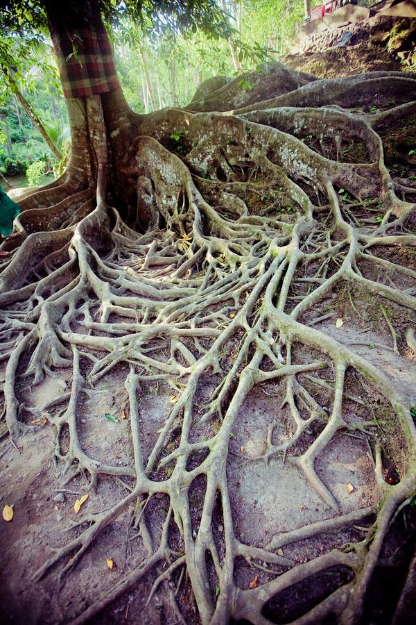 Rice Fields, Bali, Indonesia Stock Photo - Image of environmental ...