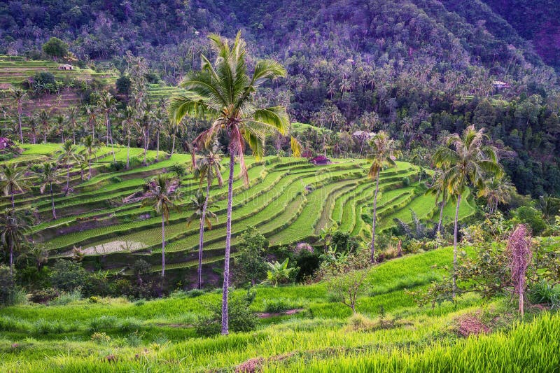 Rice Fields on Bali/Indonesia/ Stock Image - Image of grow, farming ...