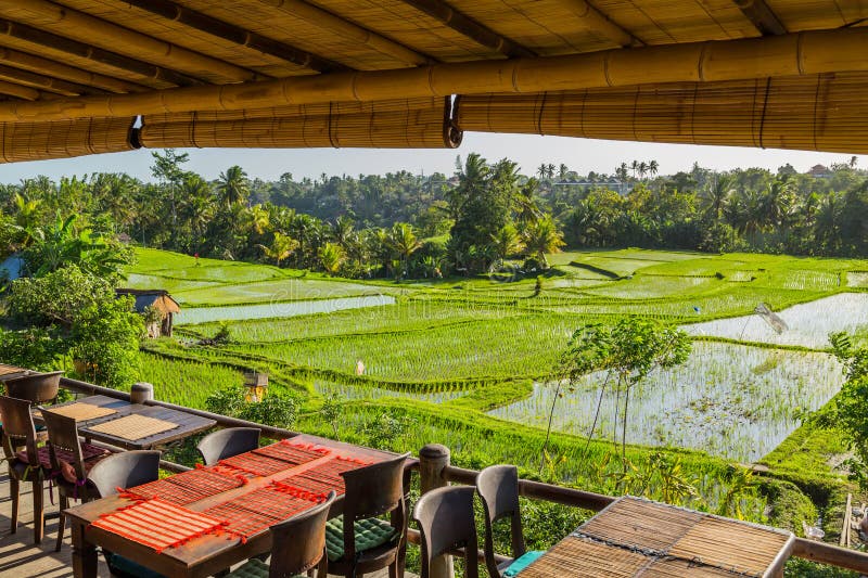 Rice fields on Bali stock image. Image of scenery, indonesia - 298041347