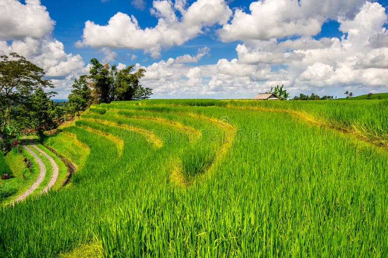 Rice Fields in Bali Island. Stock Photo - Image of island, agriculture ...